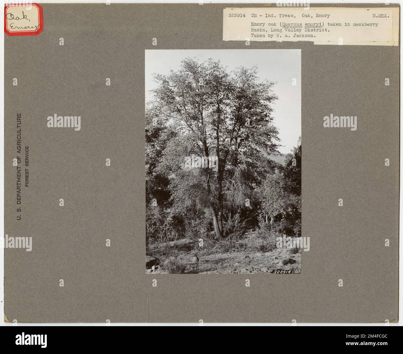 Tree Identification - Oak: Embery. Photographs Relating to National ...