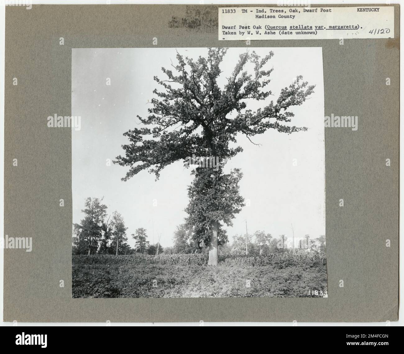 Tree Identification - Oak: Embery. Photographs Relating to National ...