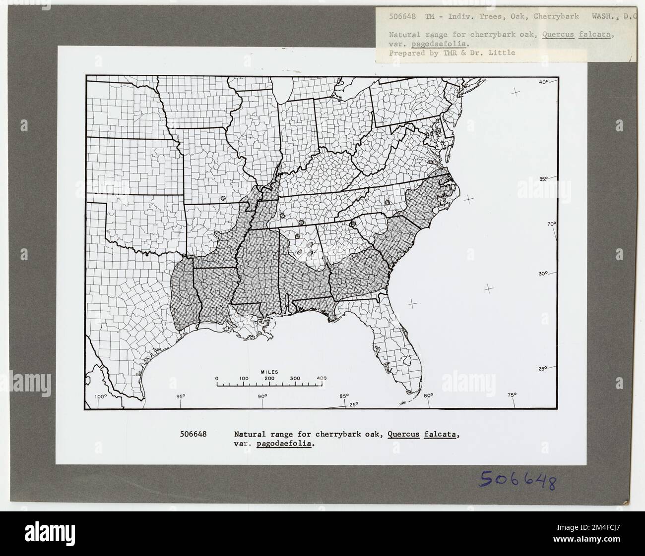 Tree Identification - Oak: Chapman. Photographs Relating to National ...