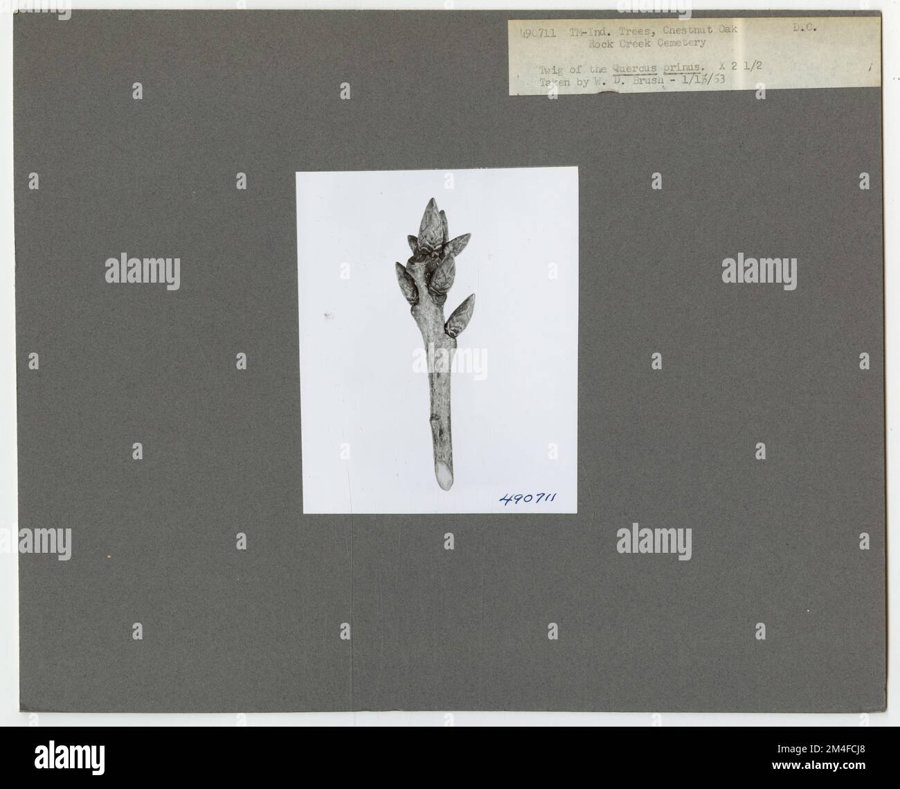 Tree Identification - Oak: Chestnut. Photographs Relating to National ...