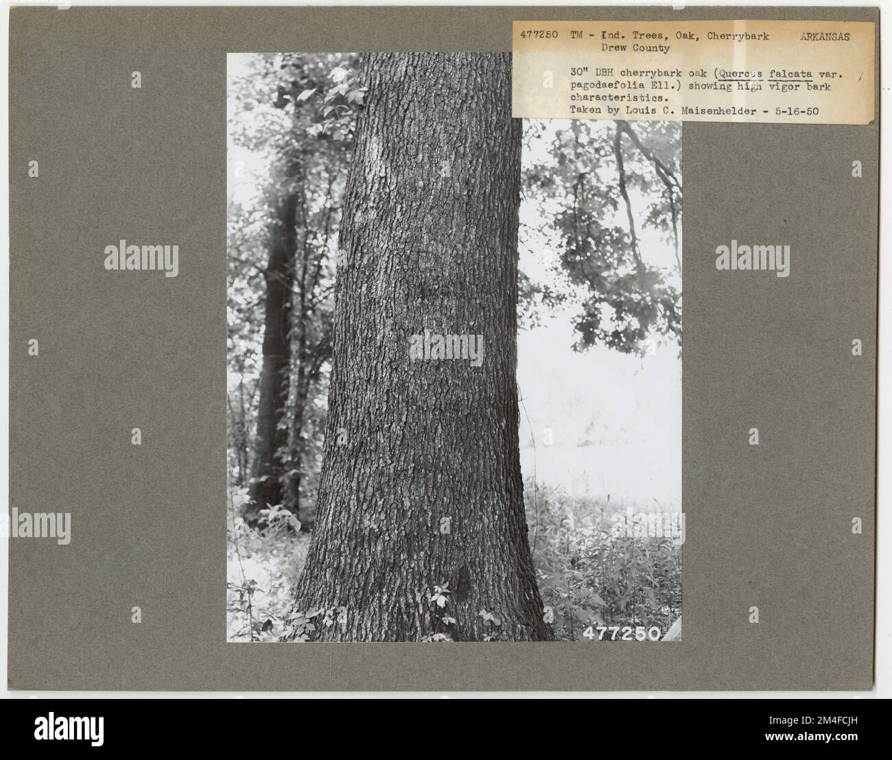 Tree Identification - Oak: Chapman. Photographs Relating to National ...
