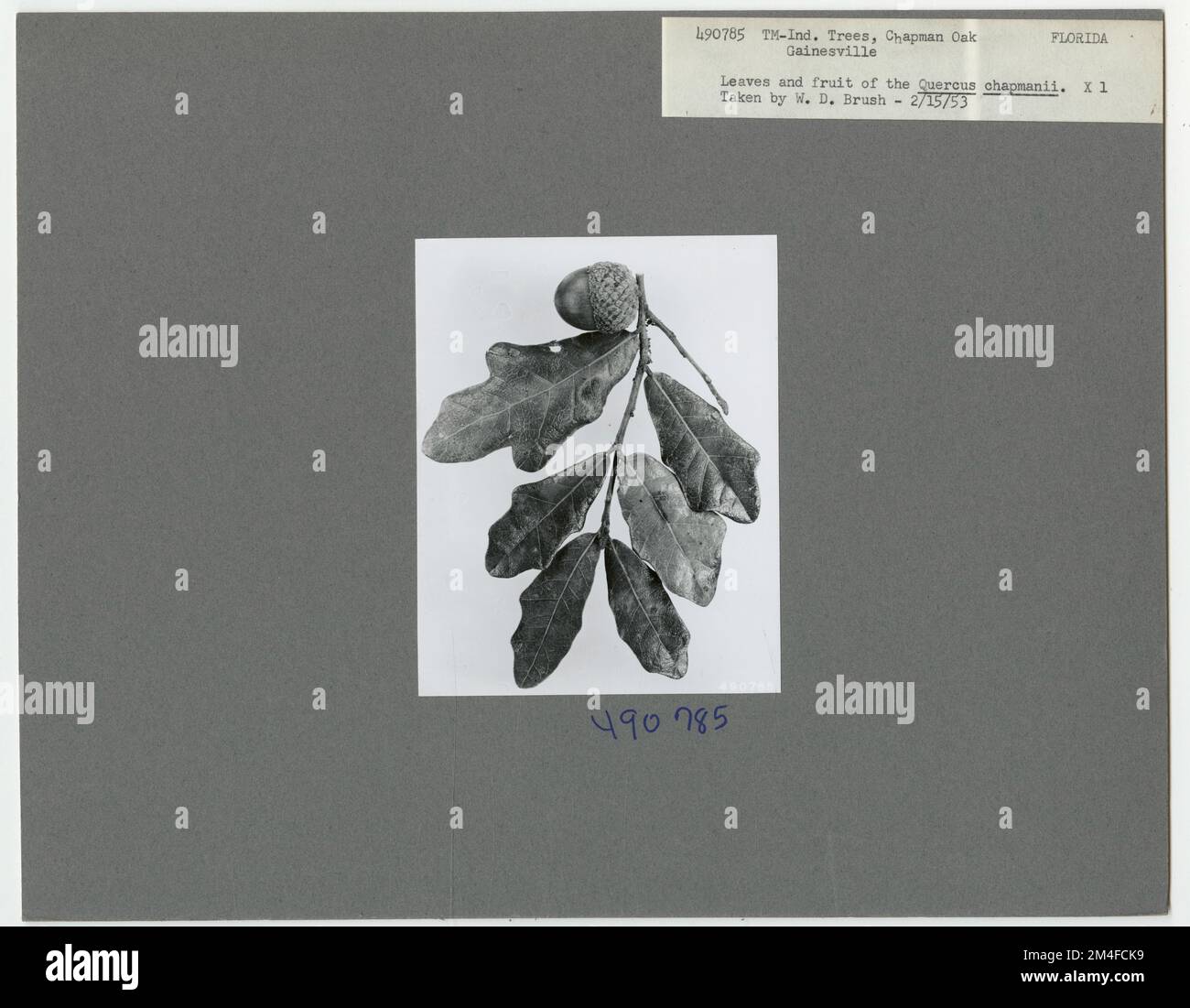 Tree Identification - Oak: Chapman. Photographs Relating to National ...