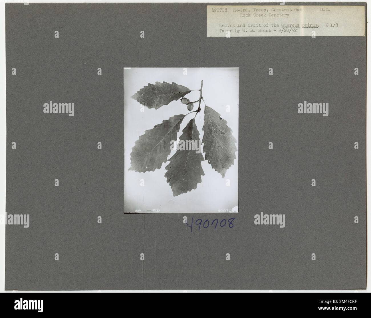 Tree Identification - Oak: Chestnut. Photographs Relating to National ...