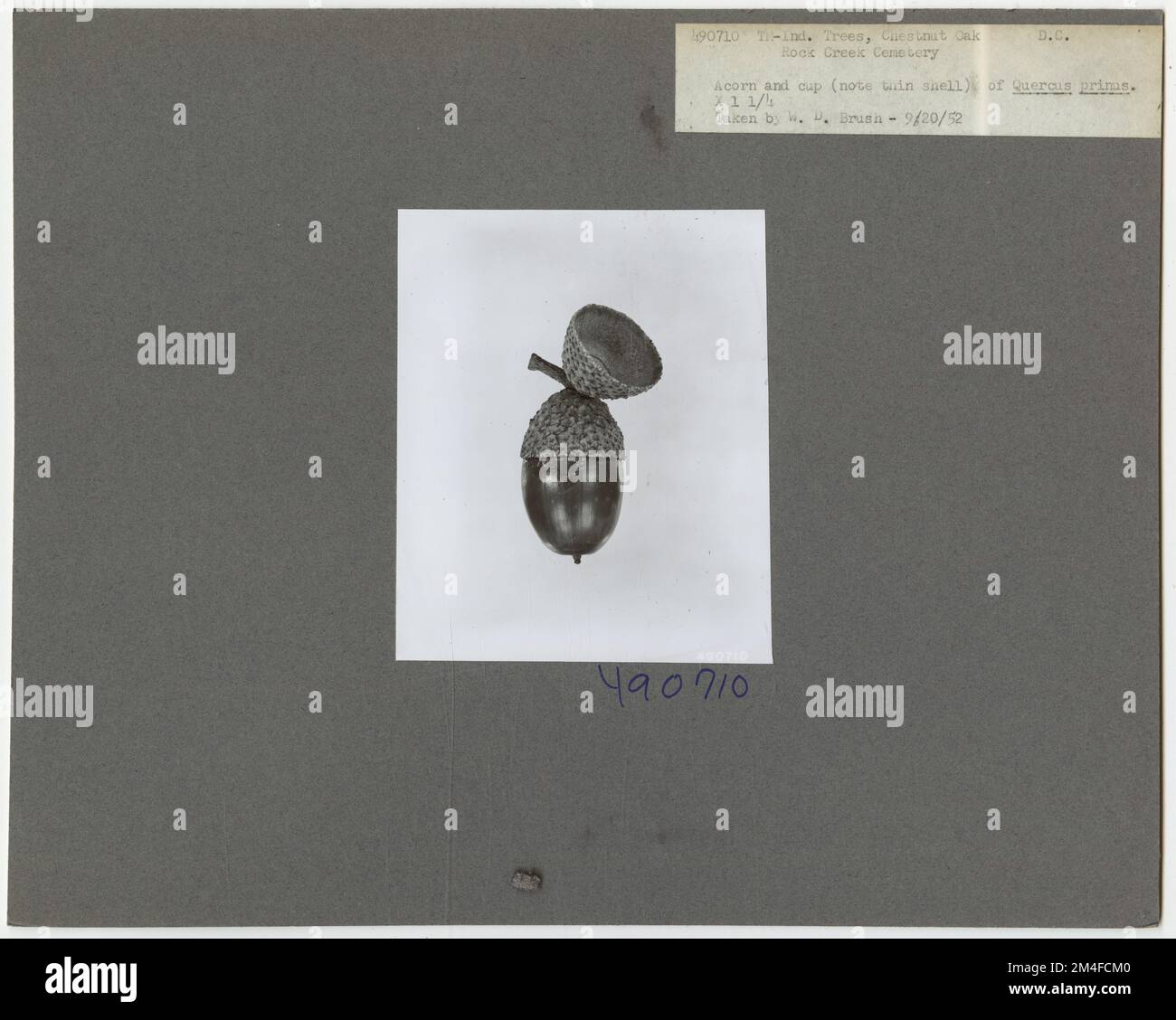 Tree Identification - Oak: Chestnut. Photographs Relating to National ...