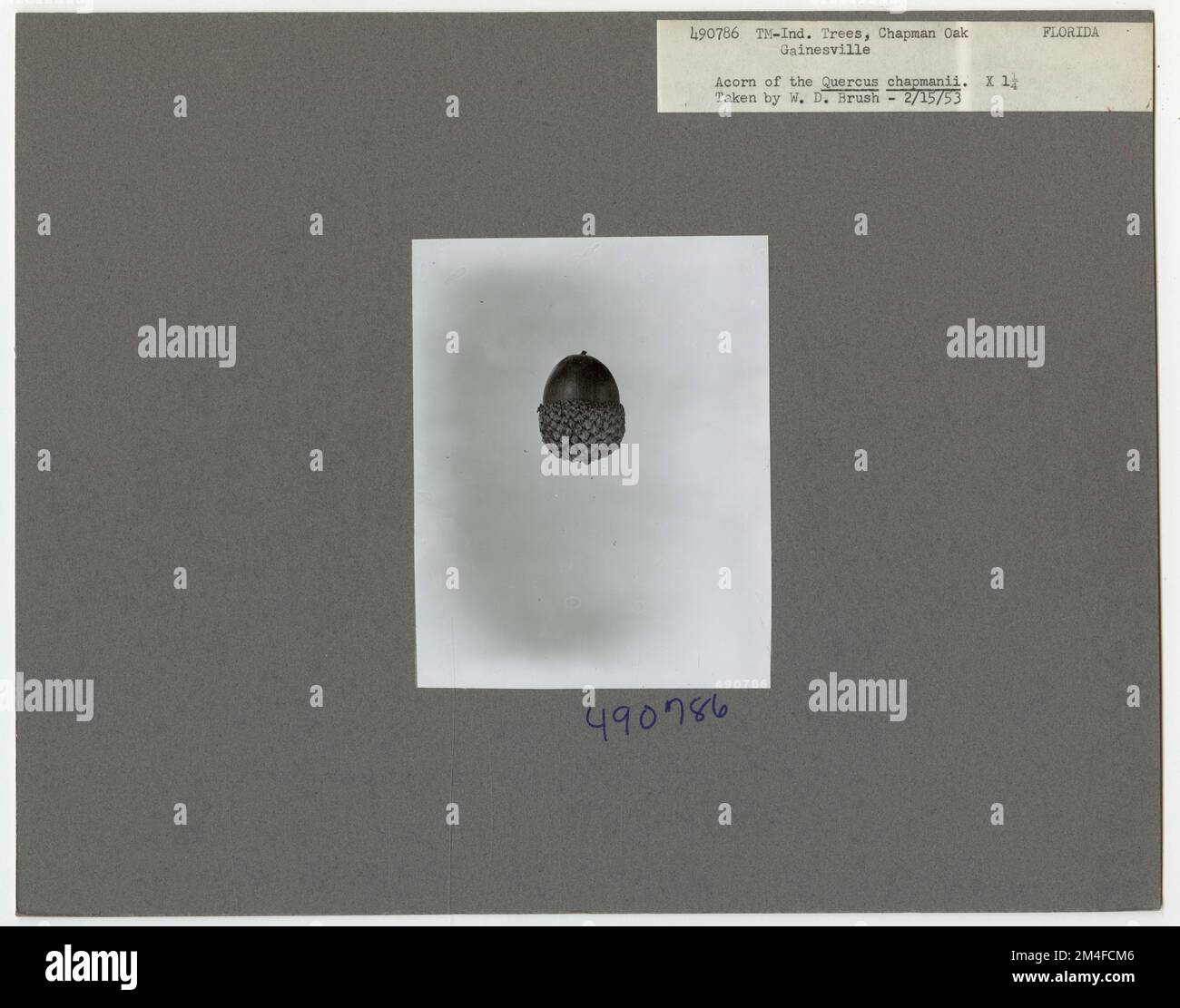 Tree Identification - Oak: Chapman. Photographs Relating to National ...