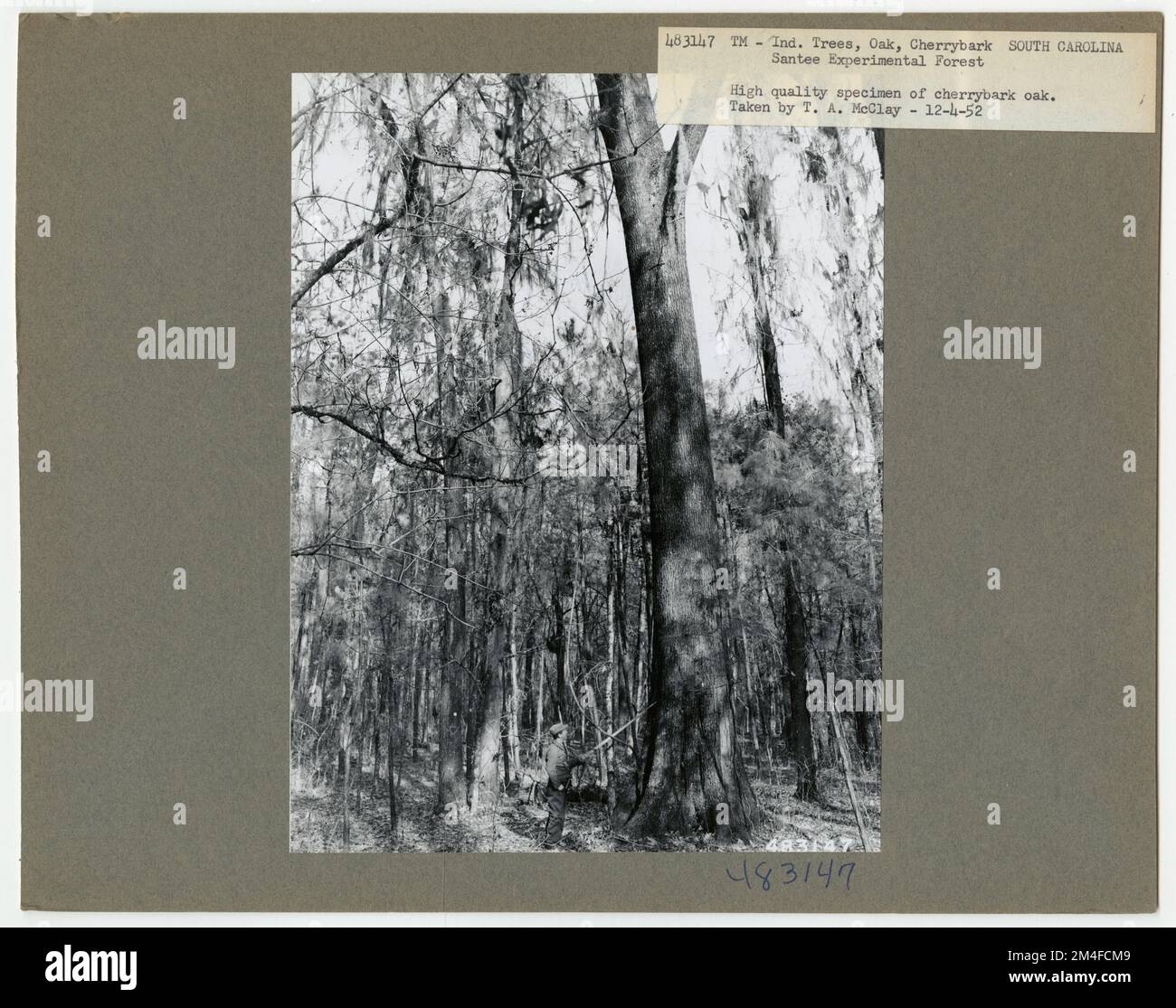 Tree Identification - Oak: Chapman. Photographs Relating to National ...