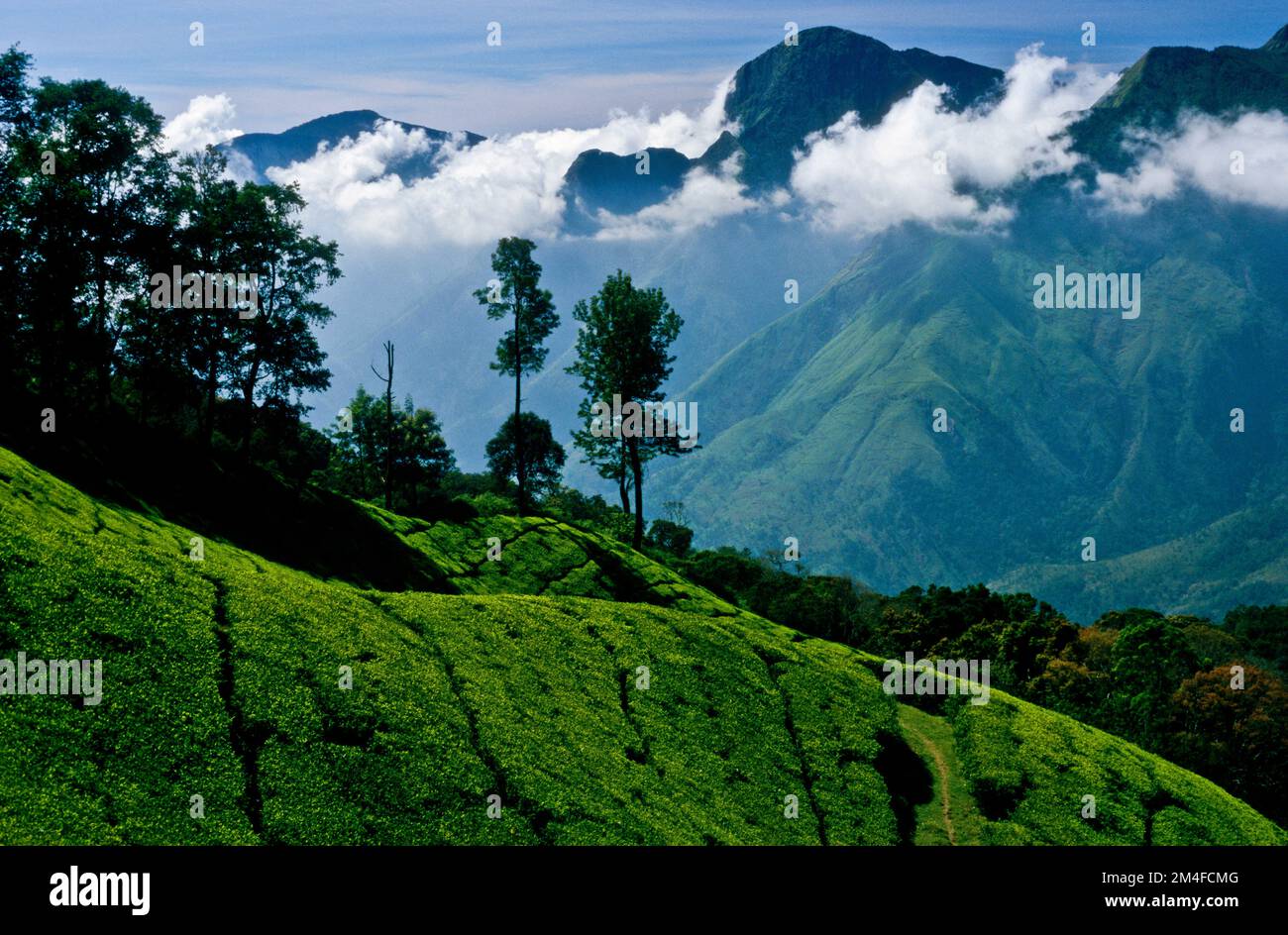 Tea-plantations stretching all over the Nilgiri Hills Stock Photo - Alamy