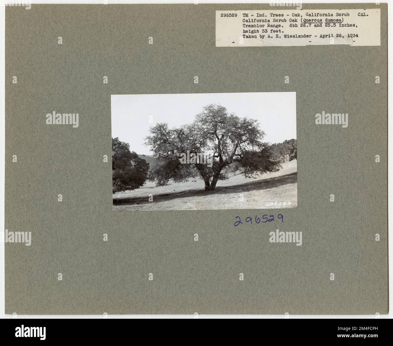 Tree Identification Oak California Scrub Photographs Relating To National Forests Resource