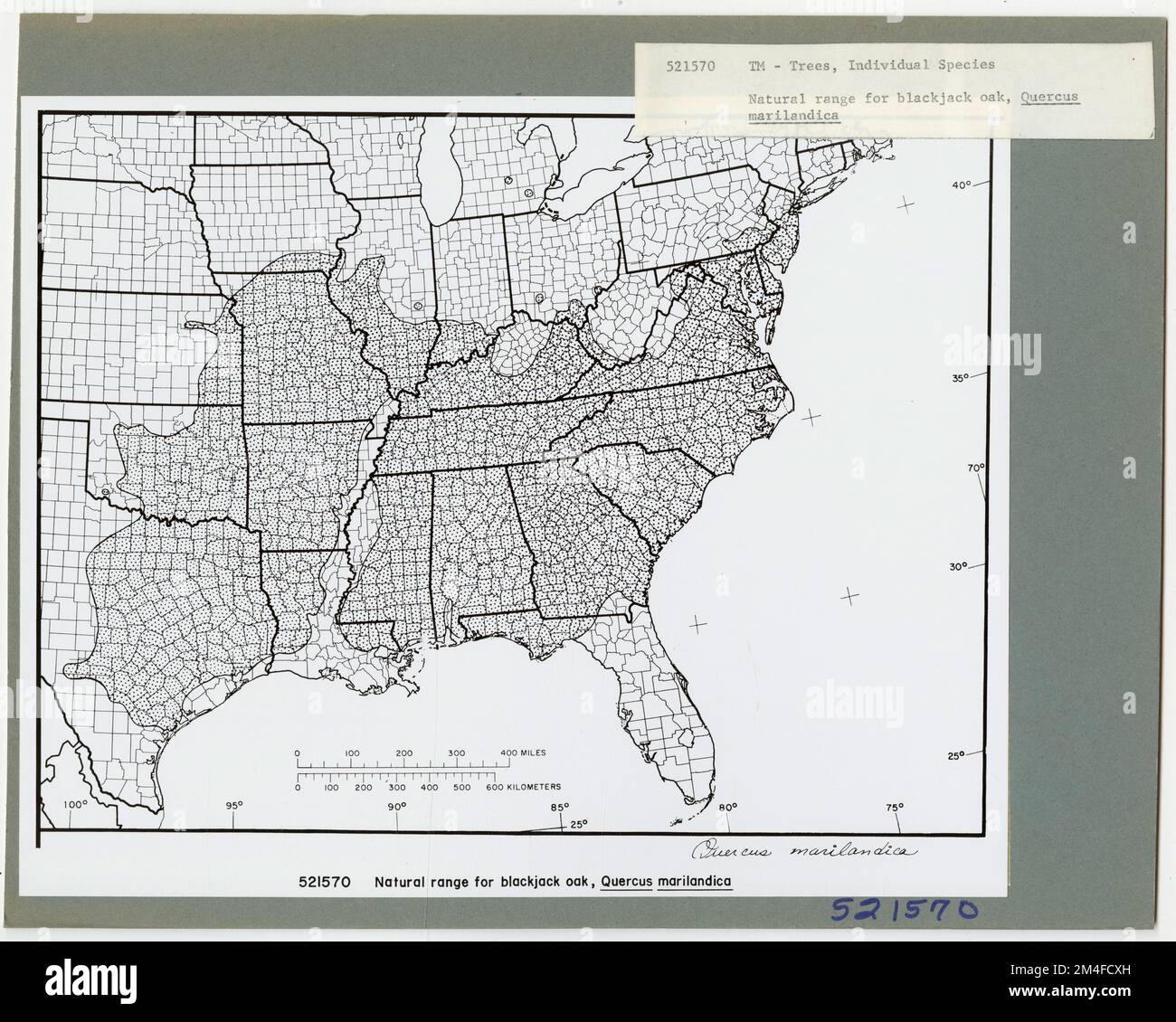 Blackjack oak tree hi-res stock photography and images - Alamy