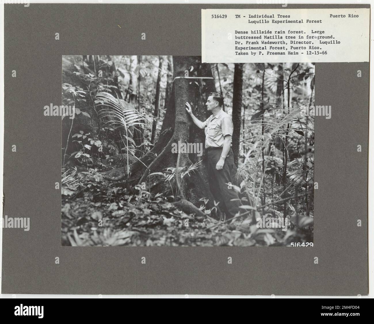 Tree Identification - Mantilla Tree. Photographs Relating to National ...