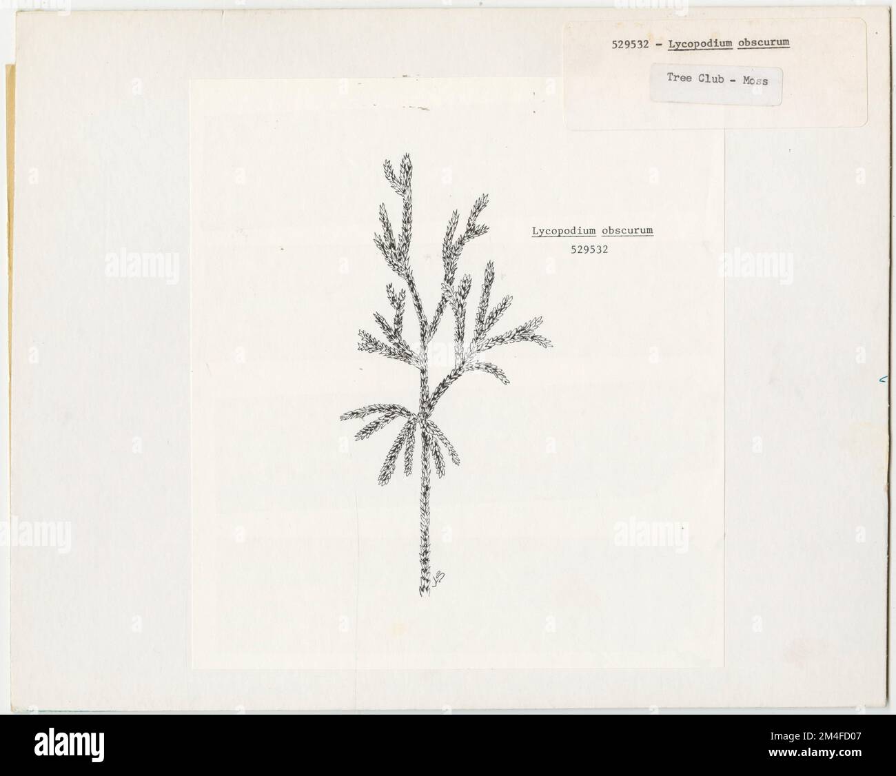 Tree Identification - Moss: Tree Club. Photographs Relating to National ...