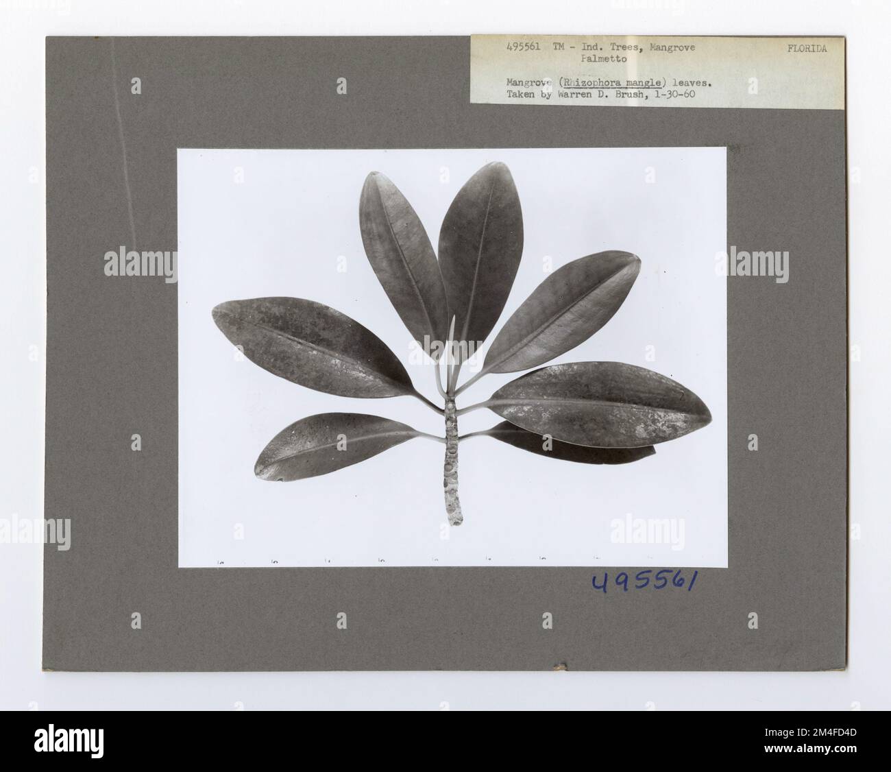 Tree Identification - Mangrove. Photographs Relating to National ...