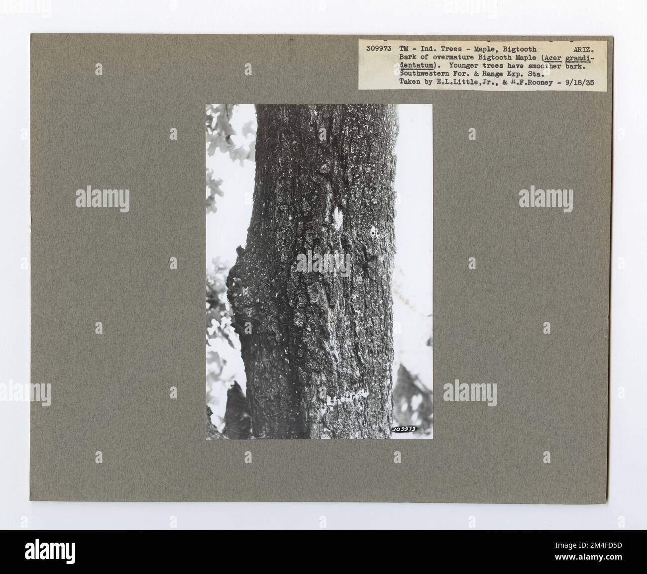 Tree Identification - Maple: Big Tooth. Photographs Relating to ...