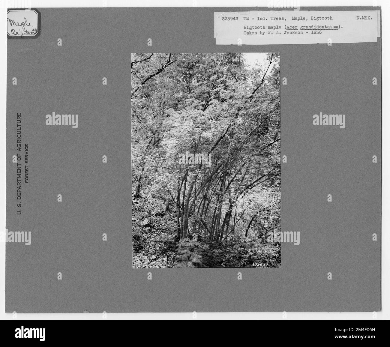 Tree Identification - Maple: Big Tooth. Photographs Relating to ...