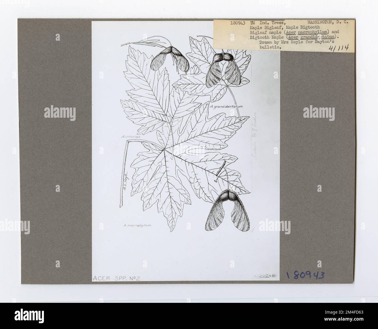 Tree Identification - Maple: Big Tooth. Photographs Relating to ...