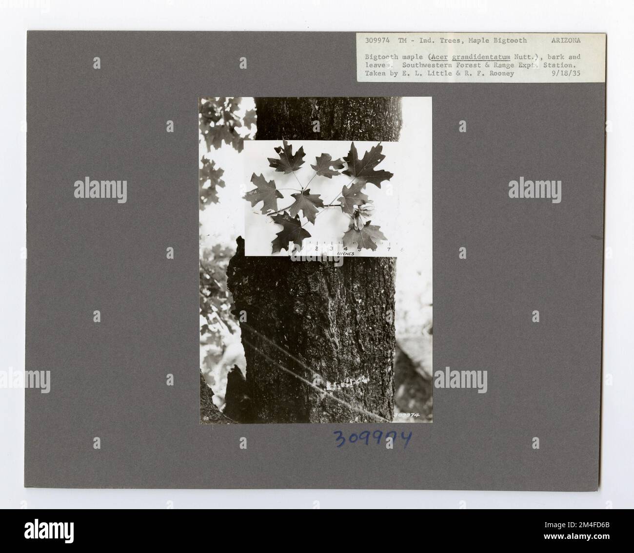 Tree Identification - Maple: Big Tooth. Photographs Relating to ...