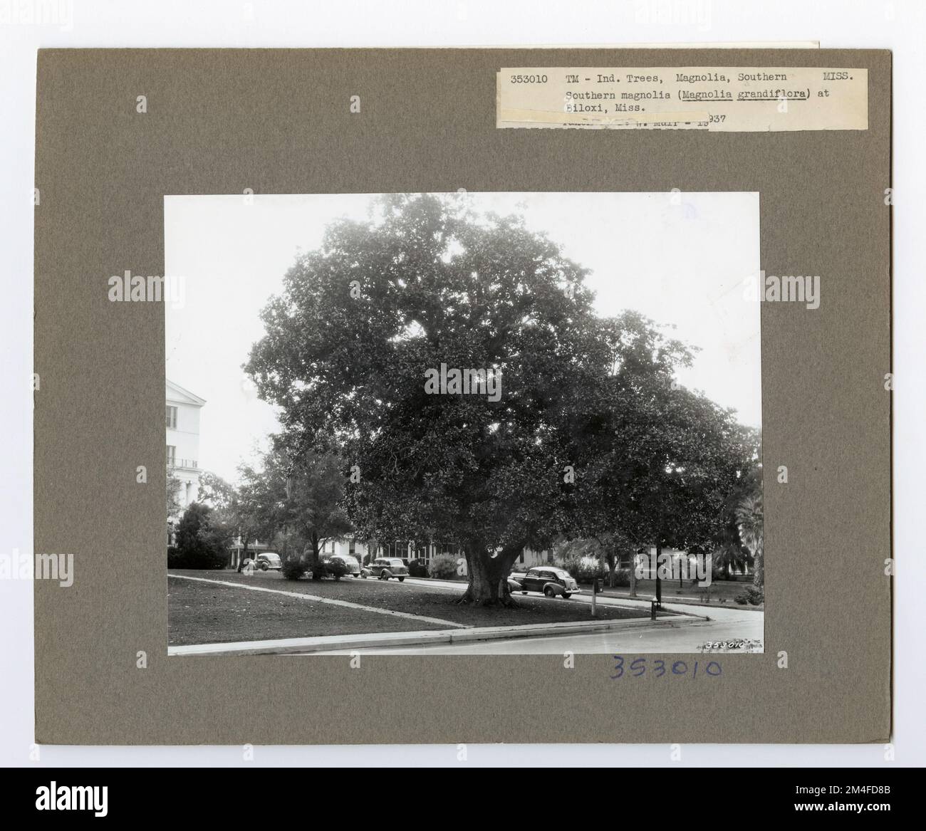 Tree Identification - Magnolia. Photographs Relating to National ...