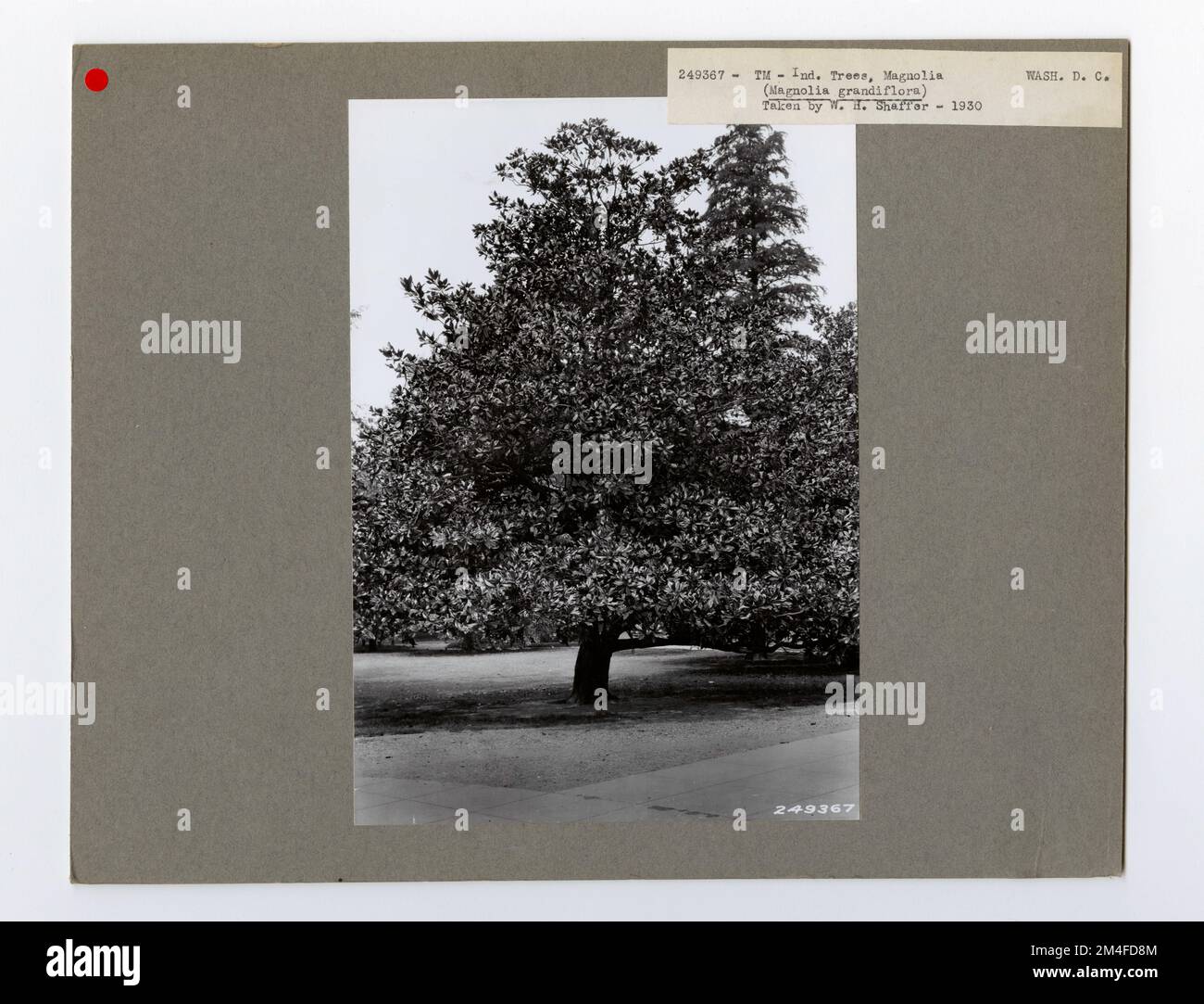 Tree Identification - Magnolia. Photographs Relating to National ...