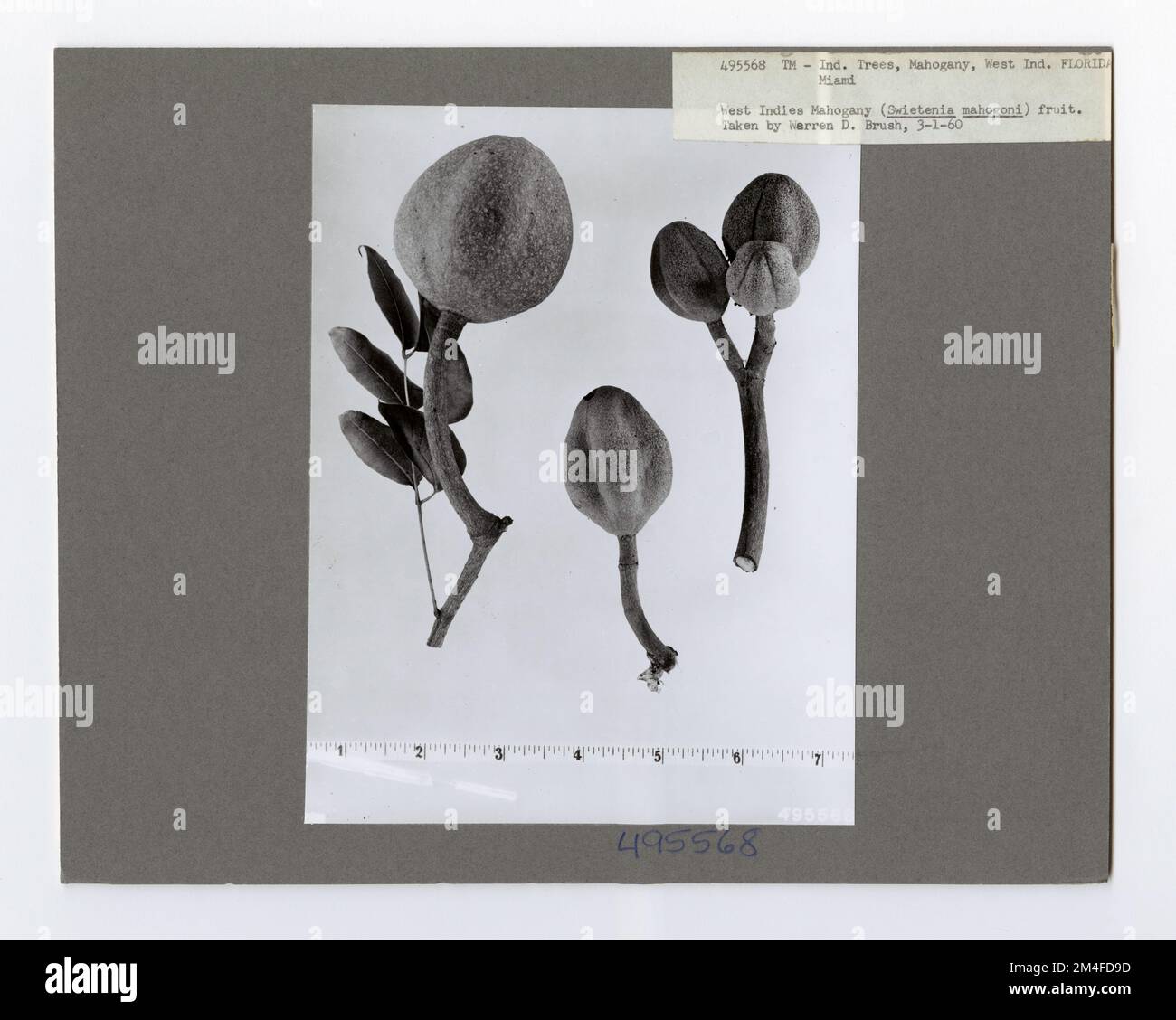 Tree Identification - Mahogany. Photographs Relating to National ...