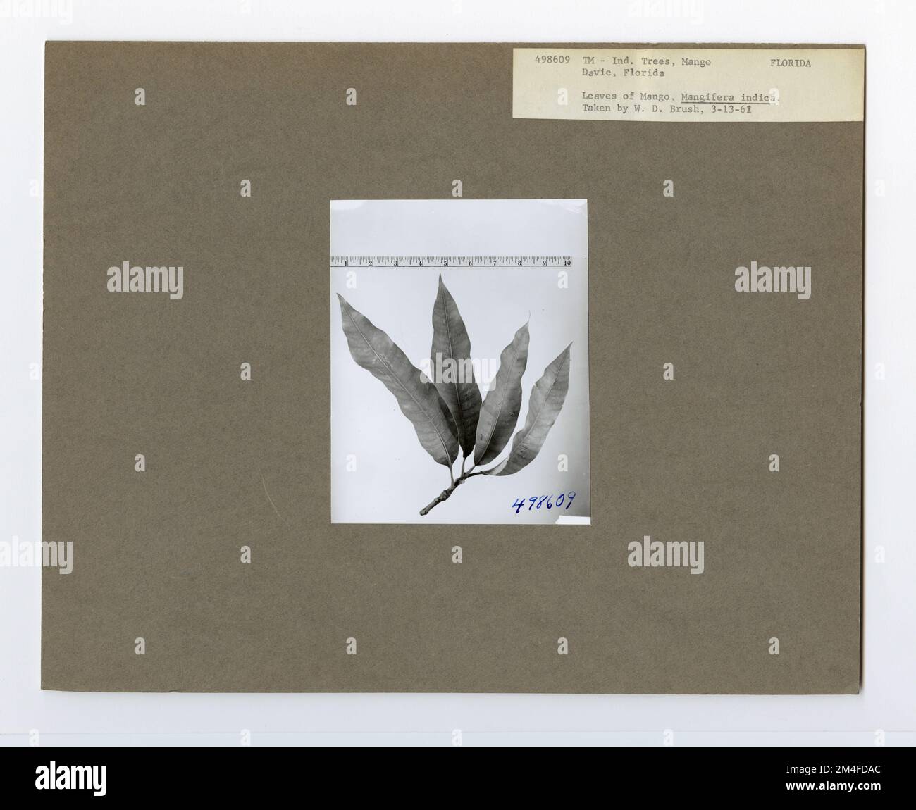 Tree Identification - Mango. Photographs Relating to National Forests ...