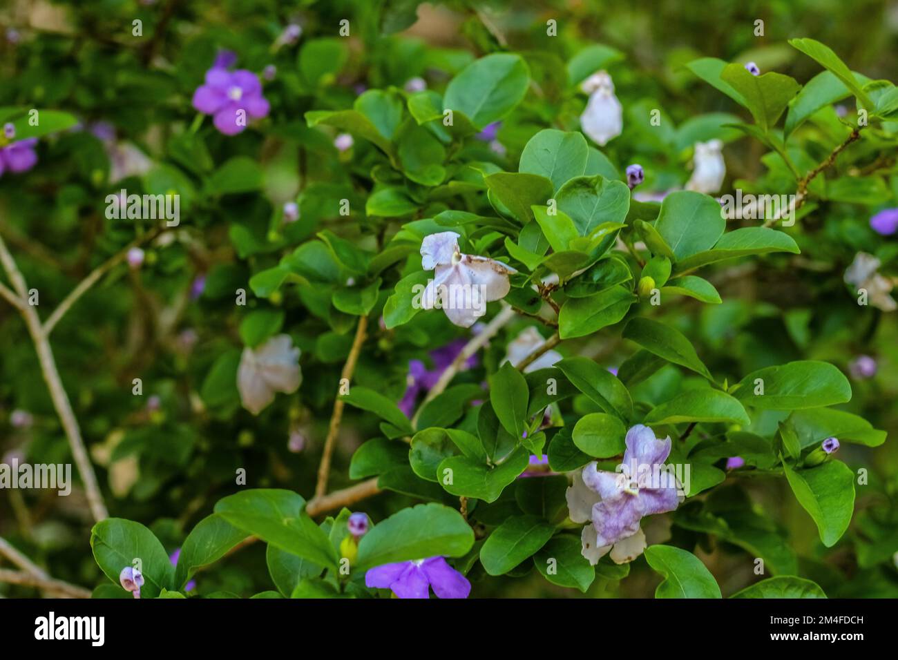 A selective focus shot of the "kiss me quick" flowers in the garden ...