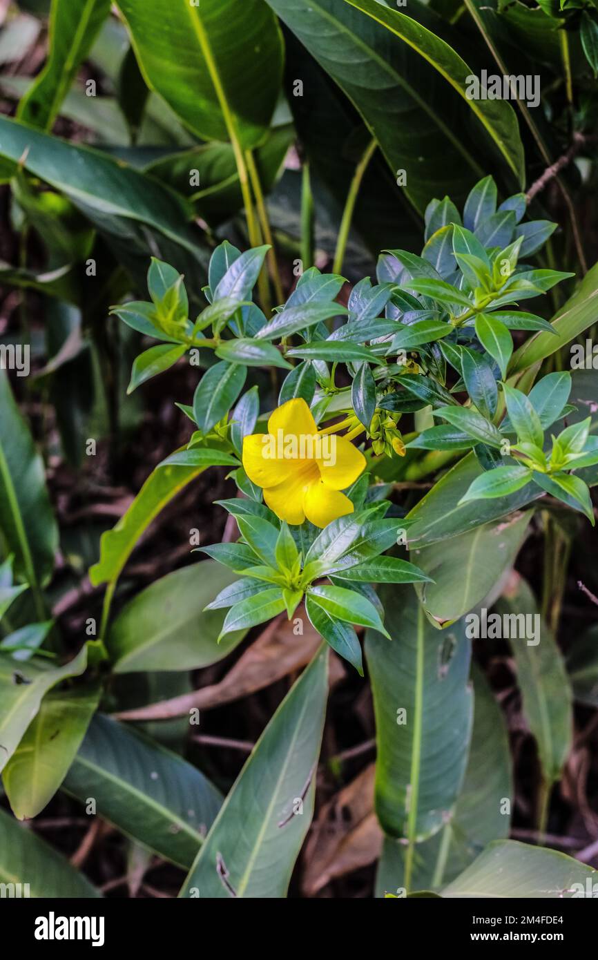 Common golden trumpet flowering plant in the garden with blur ...