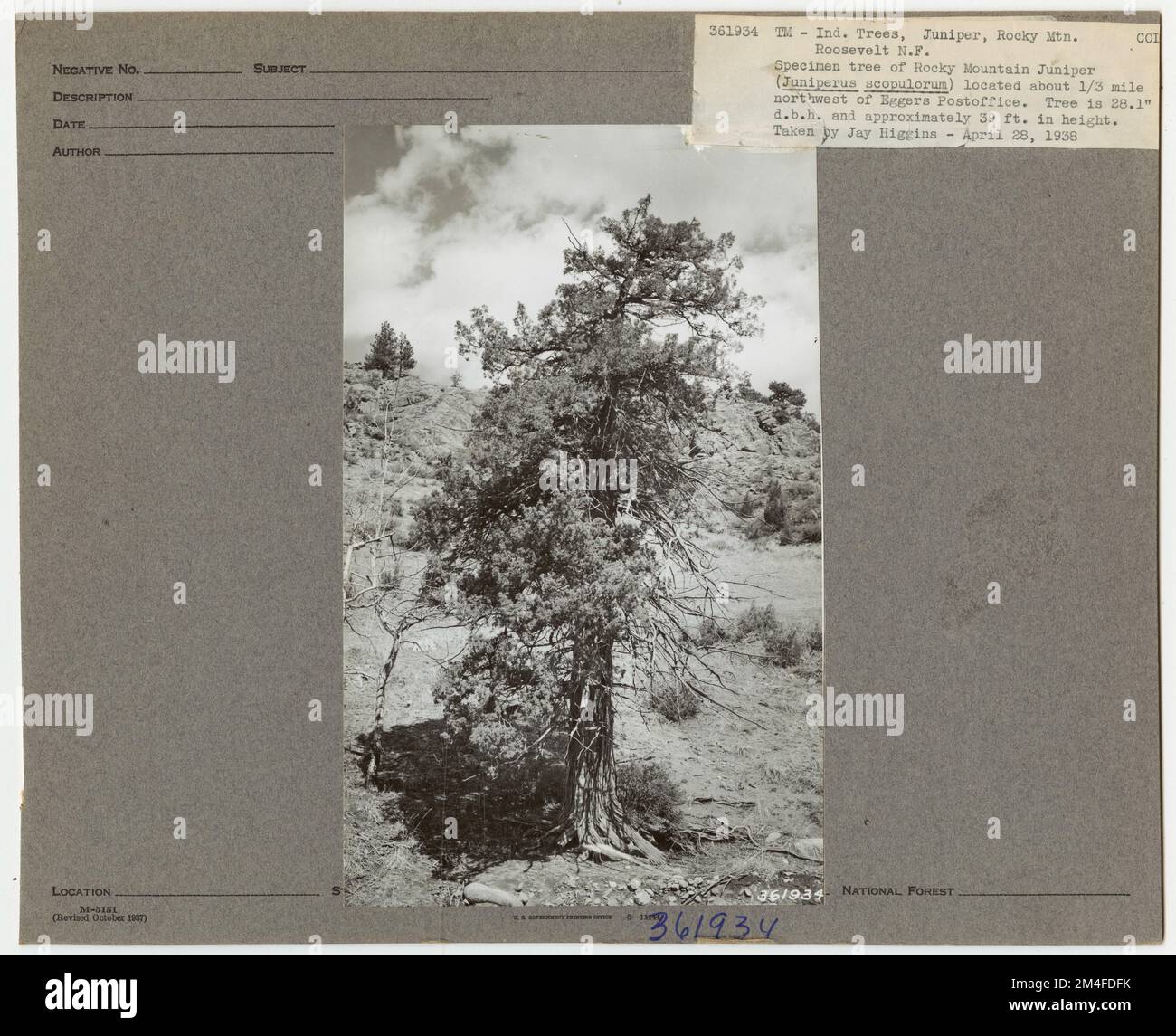 Tree Identification - Juniper: Rocky Mountain. Photographs Relating to ...