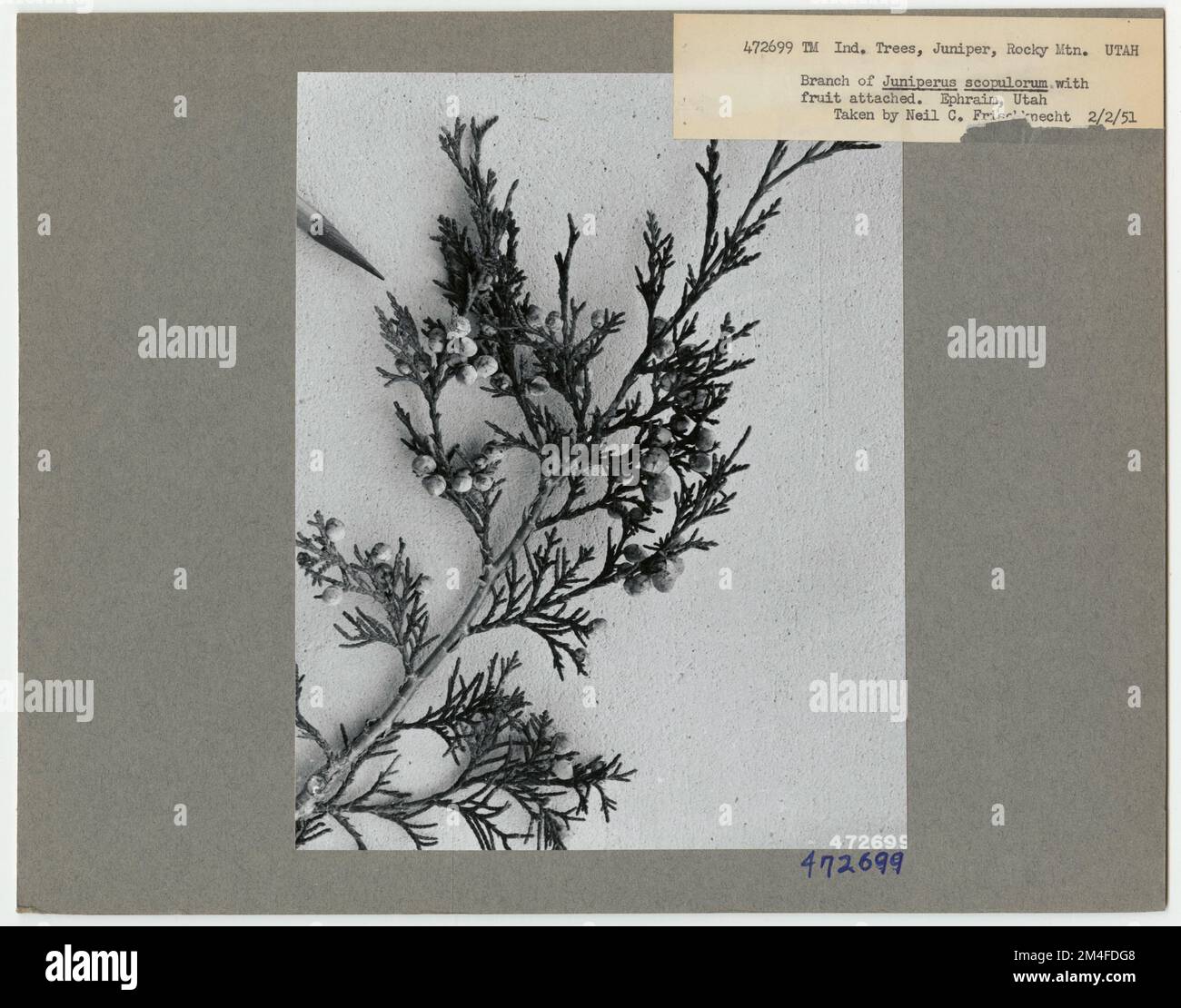 Tree Identification - Juniper: Rocky Mountain. Photographs Relating to ...