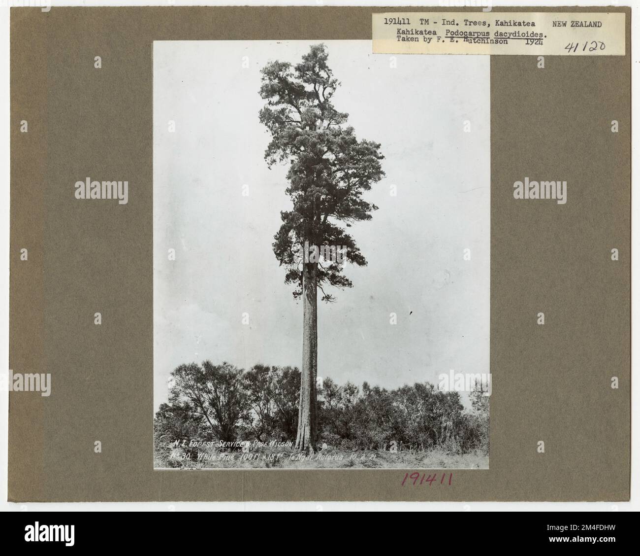 Tree Identification - Kahikatea. Photographs Relating to National ...