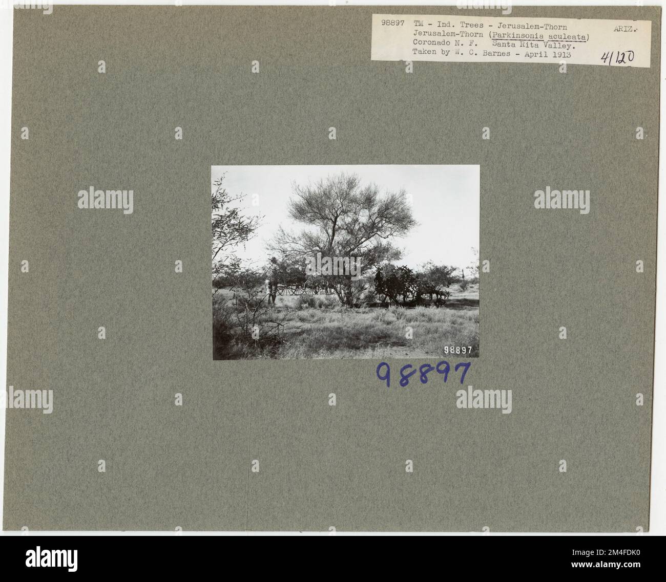 Tree Identification - Jerusalem Thorn. Photographs Relating to National ...