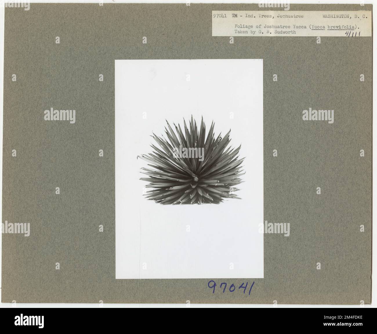 Tree Identification - Joshua Tree. Photographs Relating to National ...