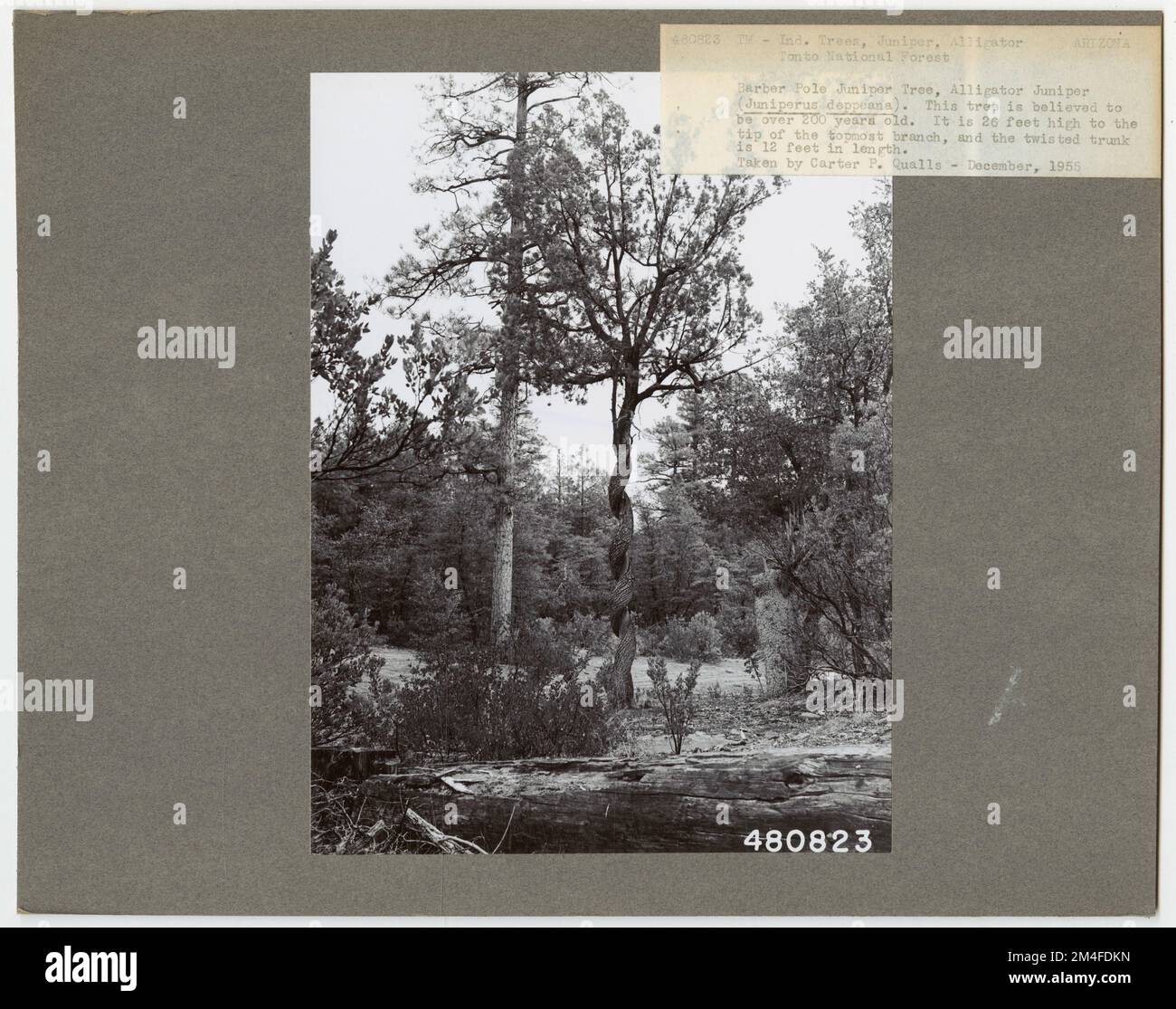 Tree Identification - Juniper: Alligator. Photographs Relating to ...