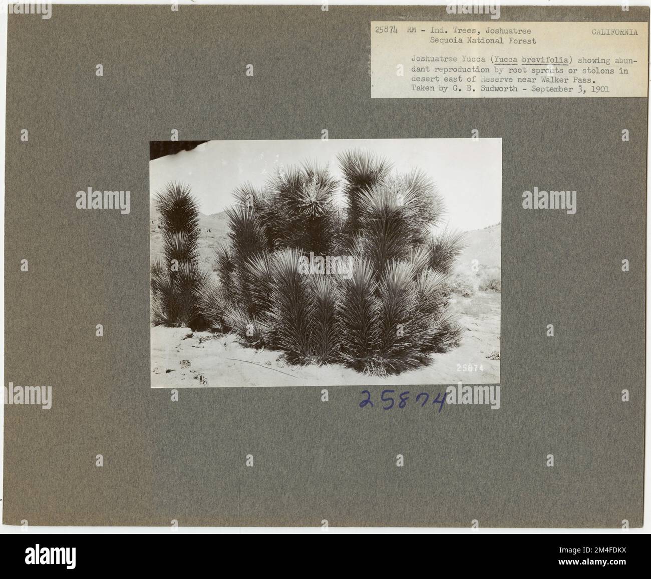 Tree Identification - Joshua Tree. Photographs Relating to National ...