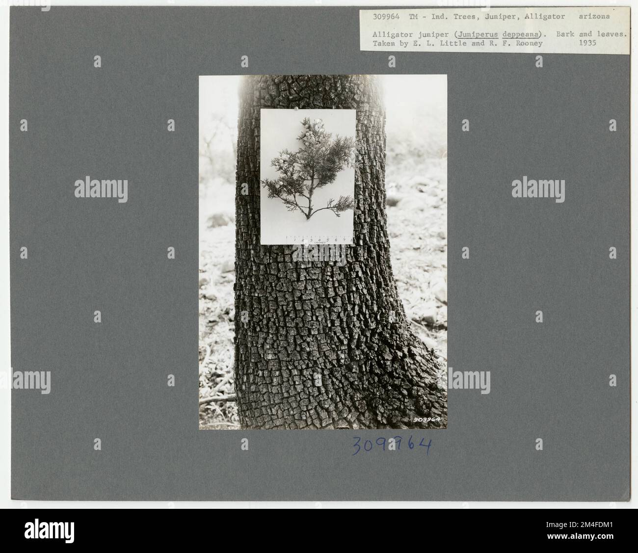 Tree Identification - Juniper: Alligator. Photographs Relating to ...