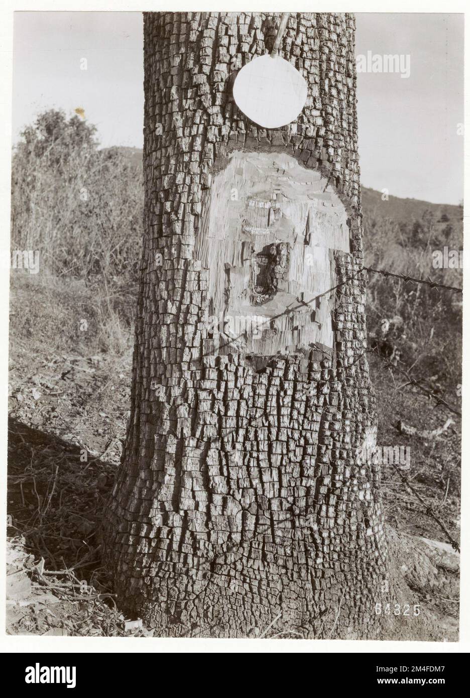 Tree Identification - Juniper: Alligator. Photographs Relating to ...