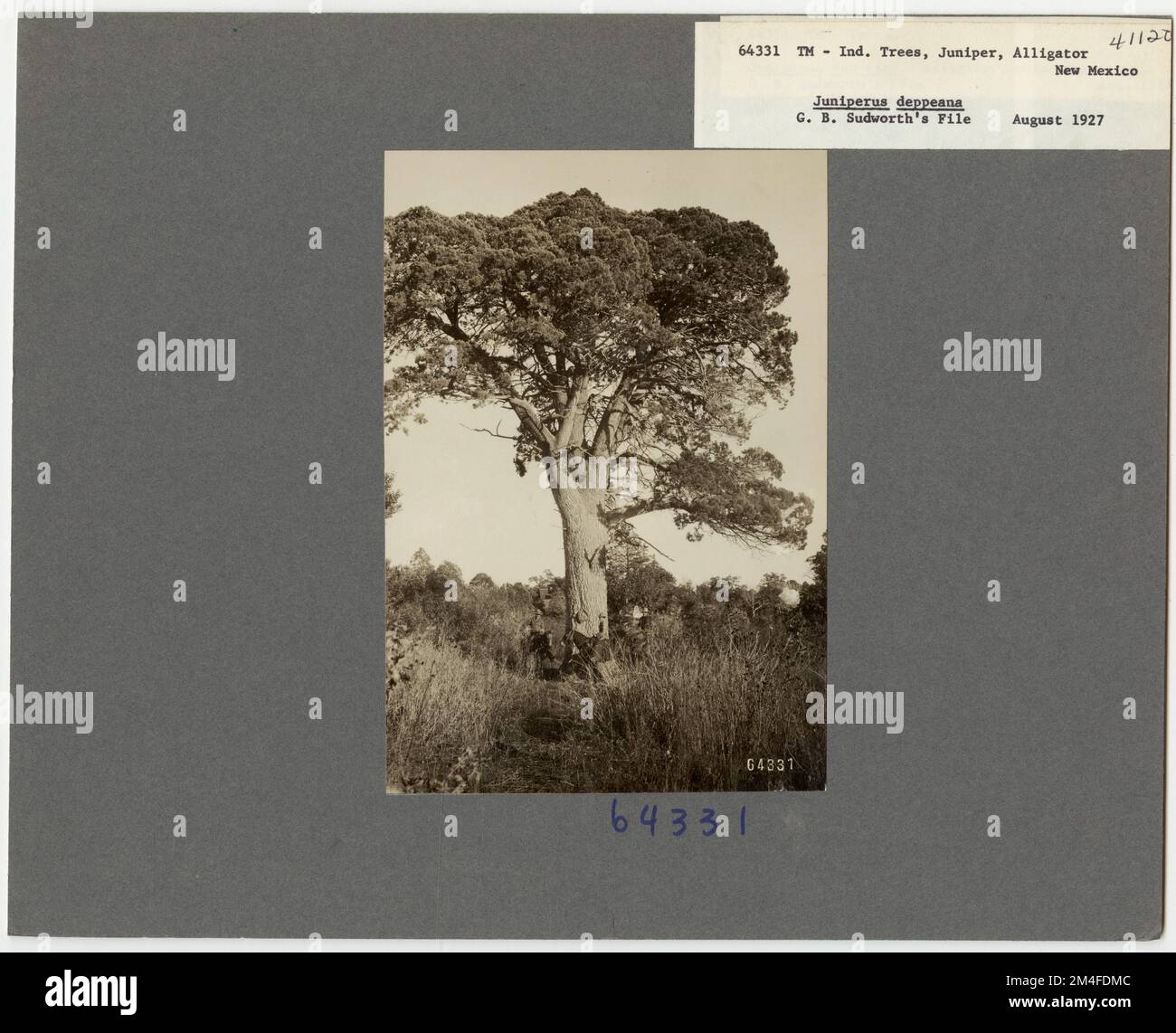 Tree Identification - Juniper: Alligator. Photographs Relating to ...