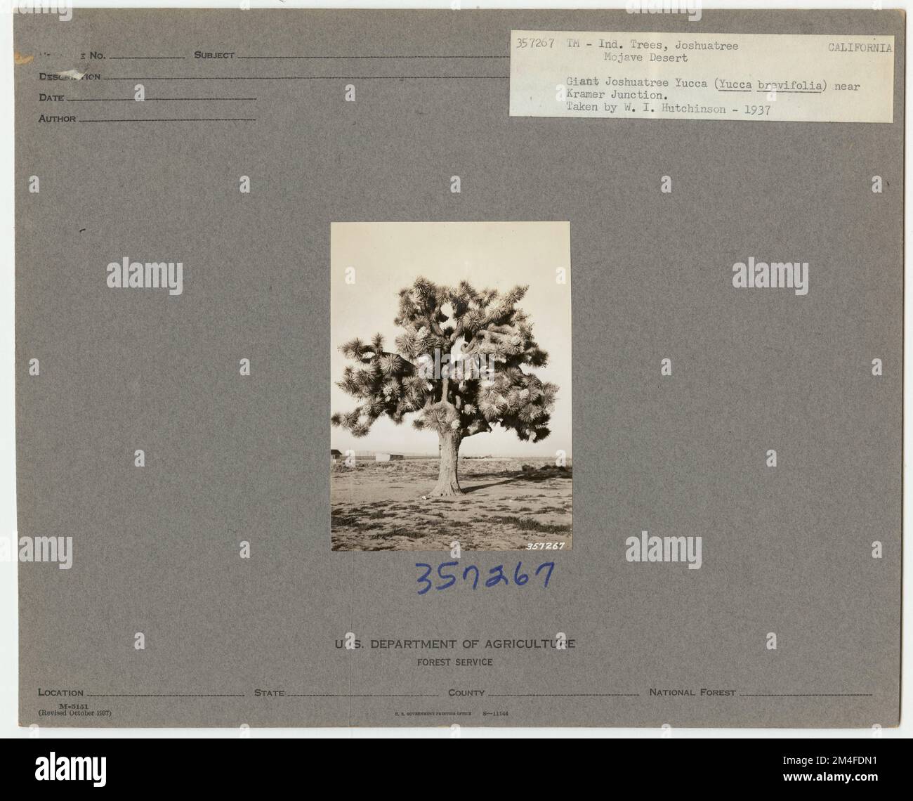 Tree Identification - Joshua Tree. Photographs Relating to National ...