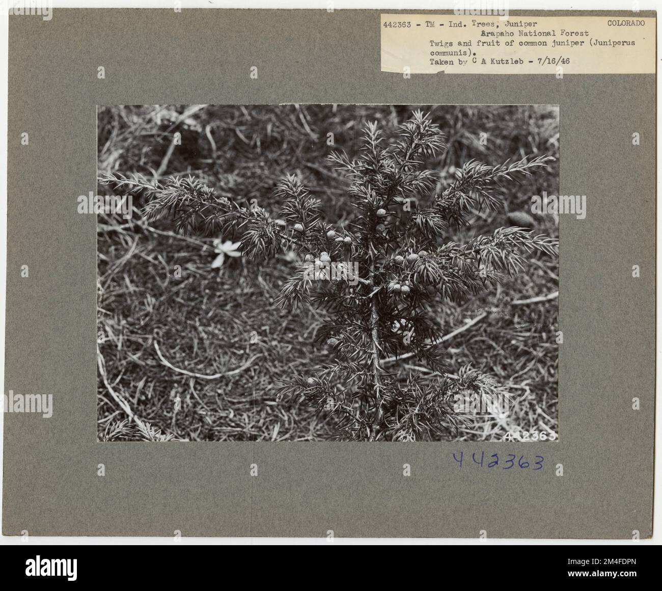 Tree Identification - Juniper: California. Photographs Relating to ...