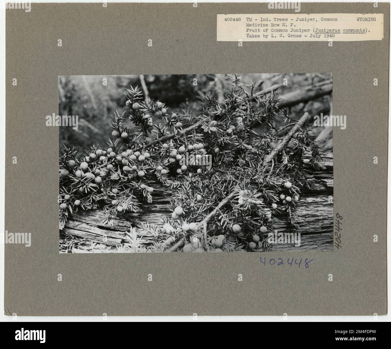 Common juniper history hi-res stock photography and images - Alamy