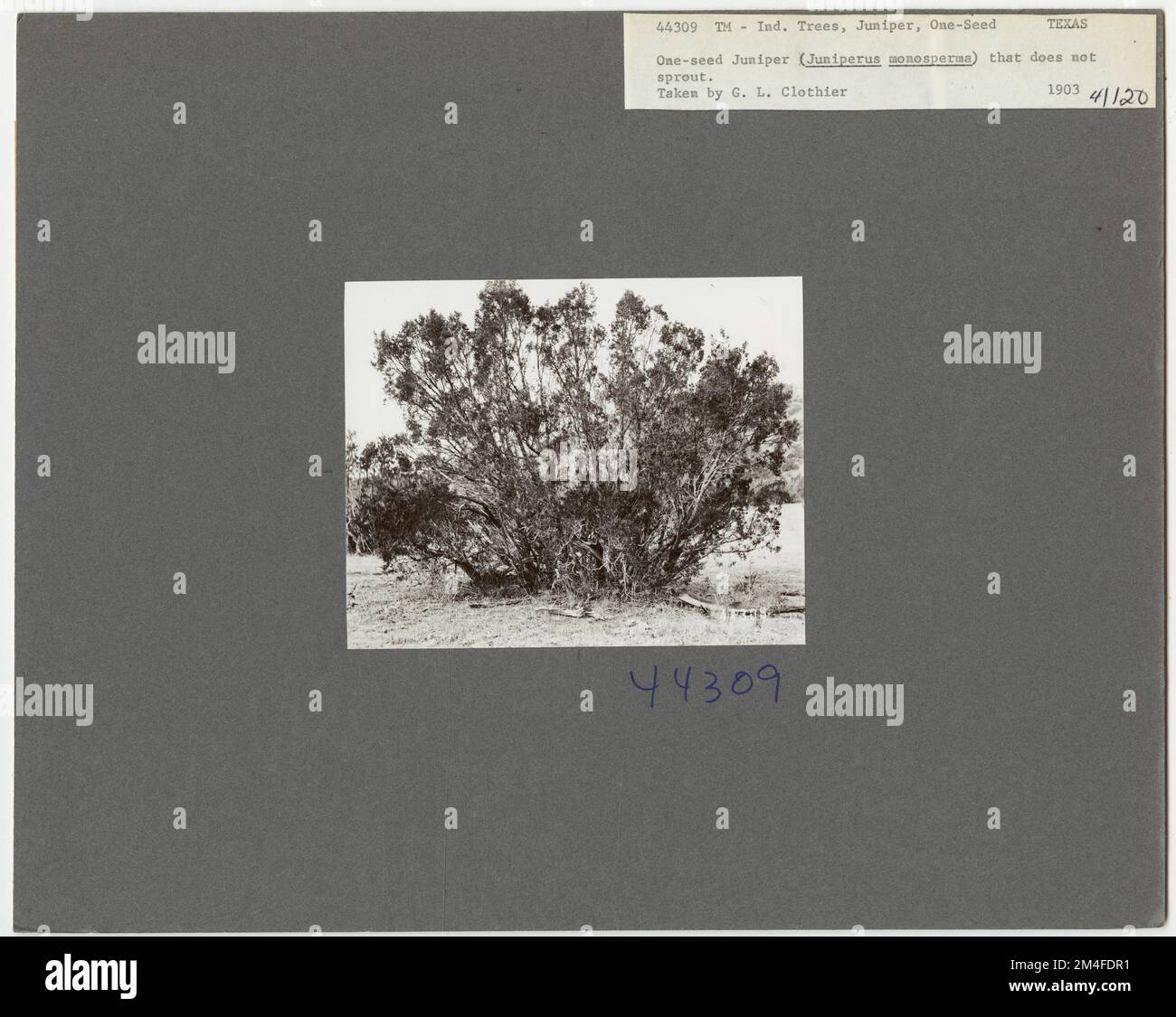 Tree Identification - Juniper: One-Seed. Photographs Relating to ...