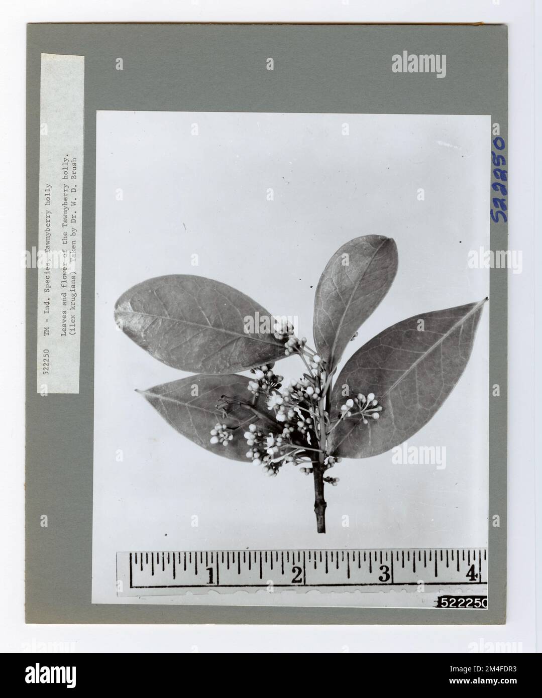 Holly tree identification hi-res stock photography and images - Alamy