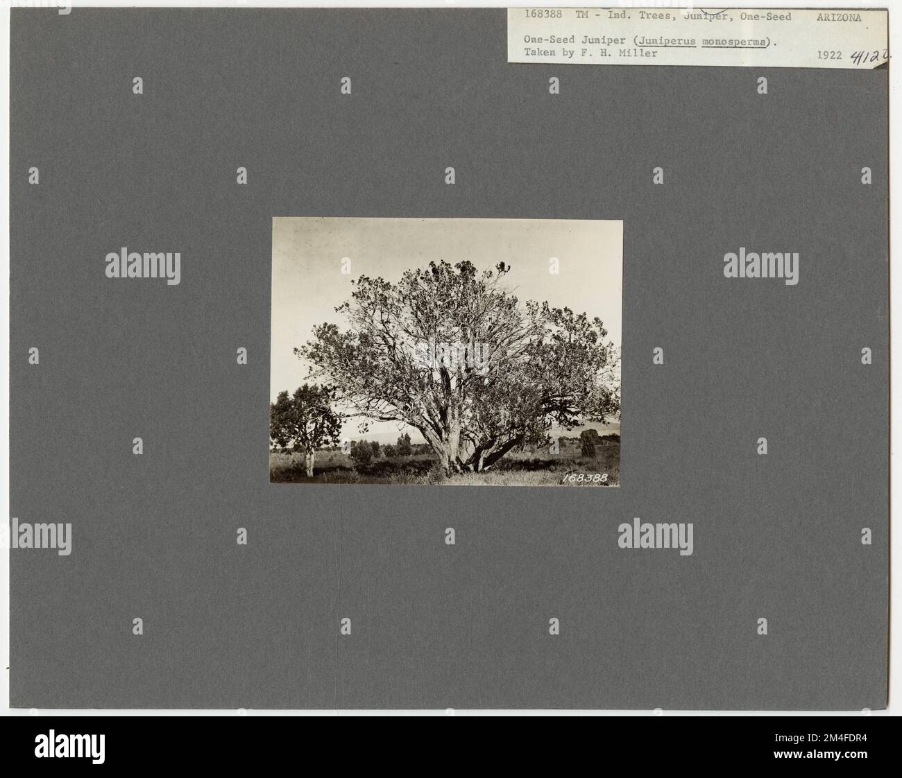 Seed identification hi-res stock photography and images - Alamy