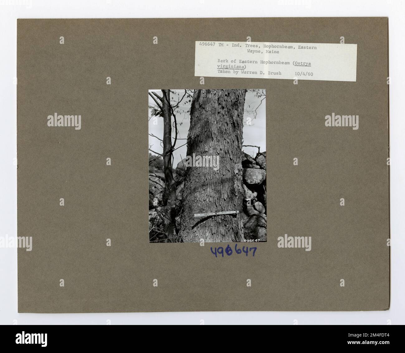 Tree Identification - Hophornbeam. Photographs Relating to National ...
