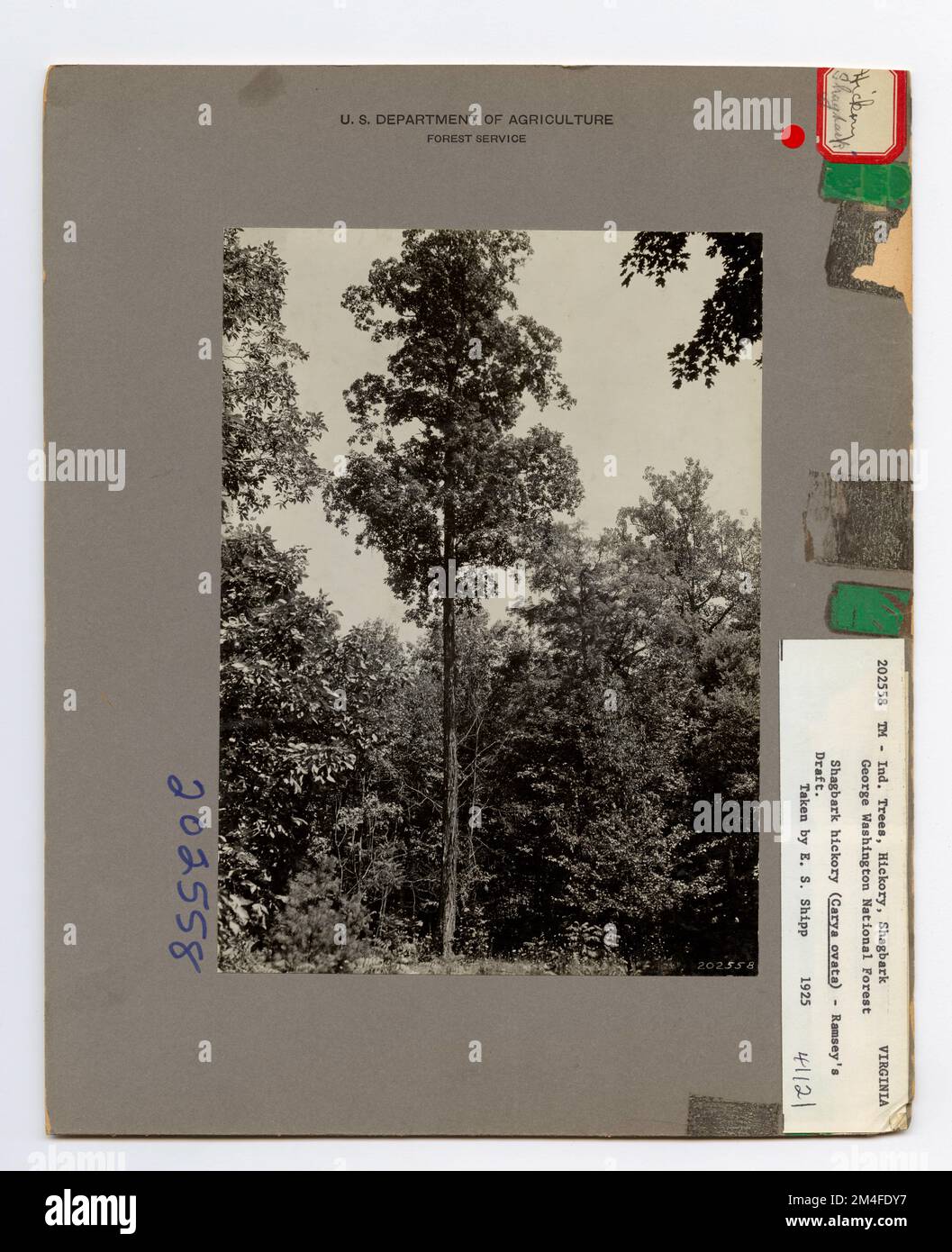 Tree Identification - Hickory: Shagbark. Photographs Relating to ...