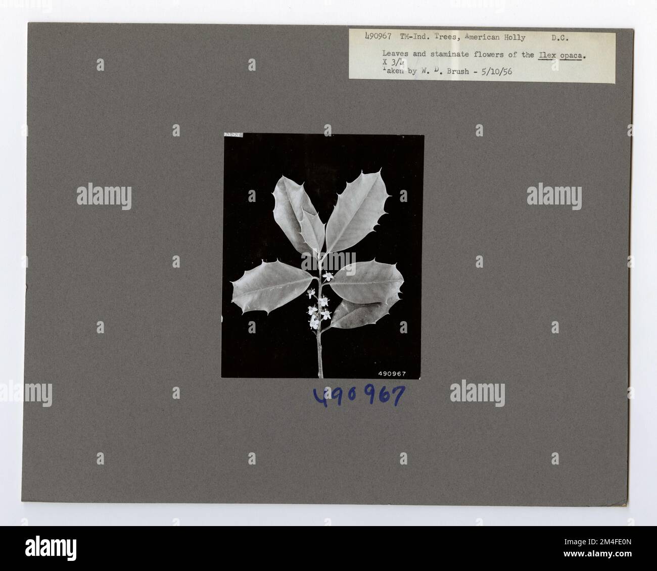 Holly tree identification hi-res stock photography and images - Alamy