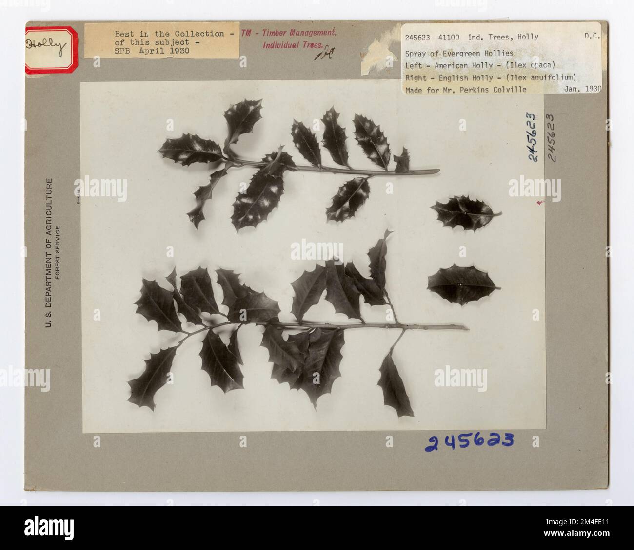 Holly tree identification hi-res stock photography and images - Alamy