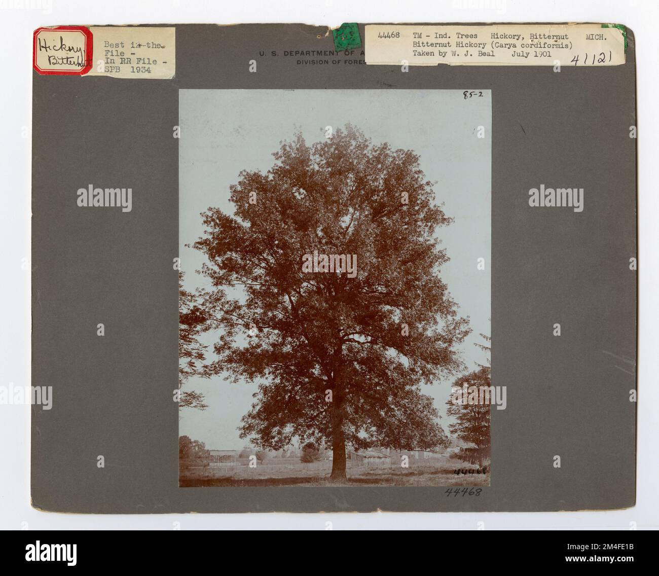 Tree Identification - Hickory: Bitternut. Photographs Relating to ...
