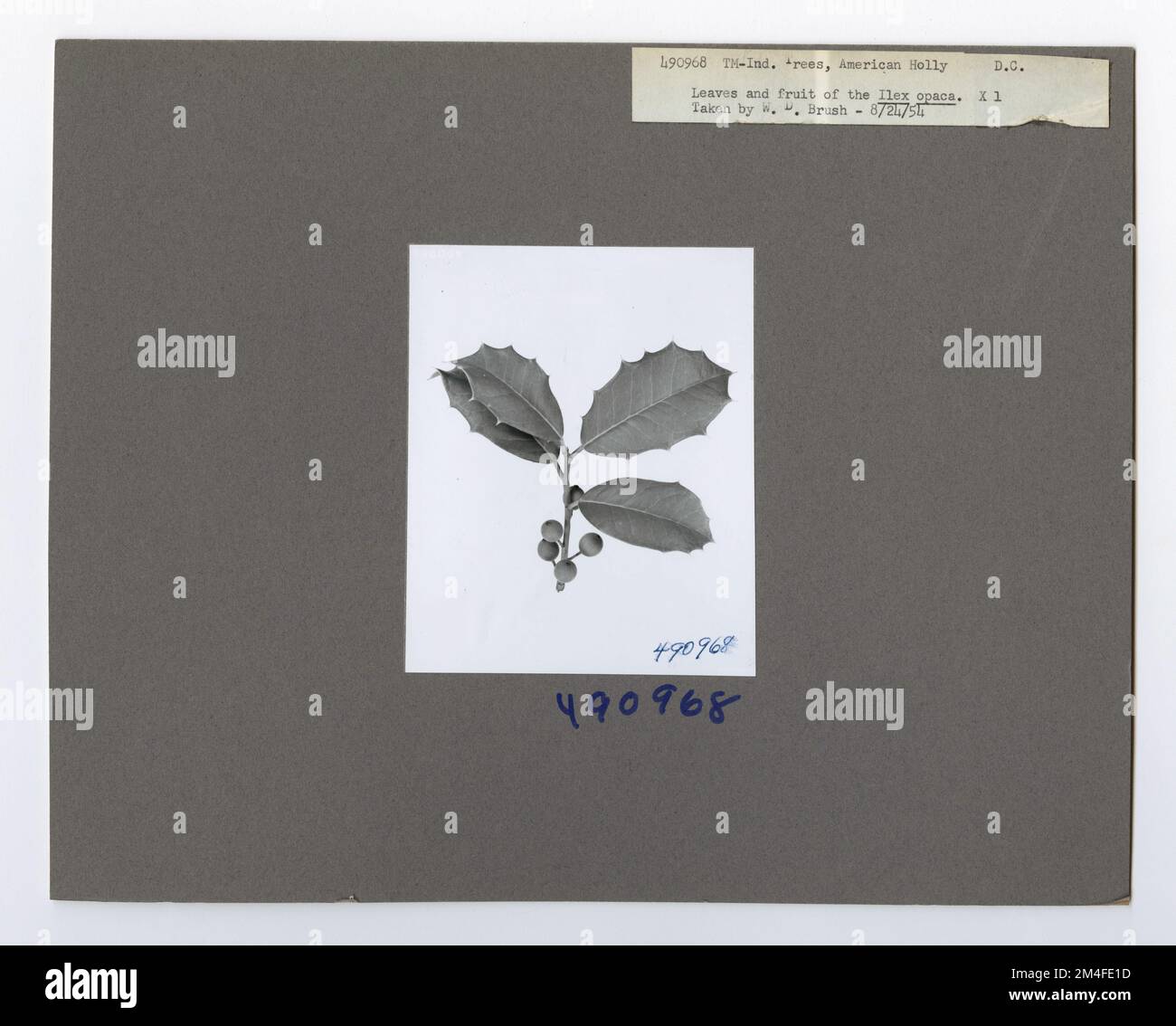 Holly tree identification hi-res stock photography and images - Alamy