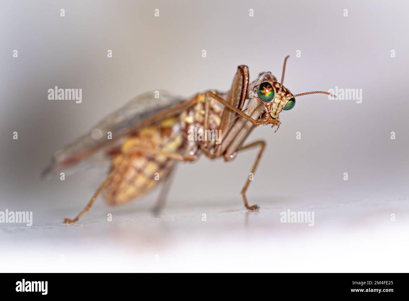 Cute isolated baby praying mantis insect with white background Stock ...