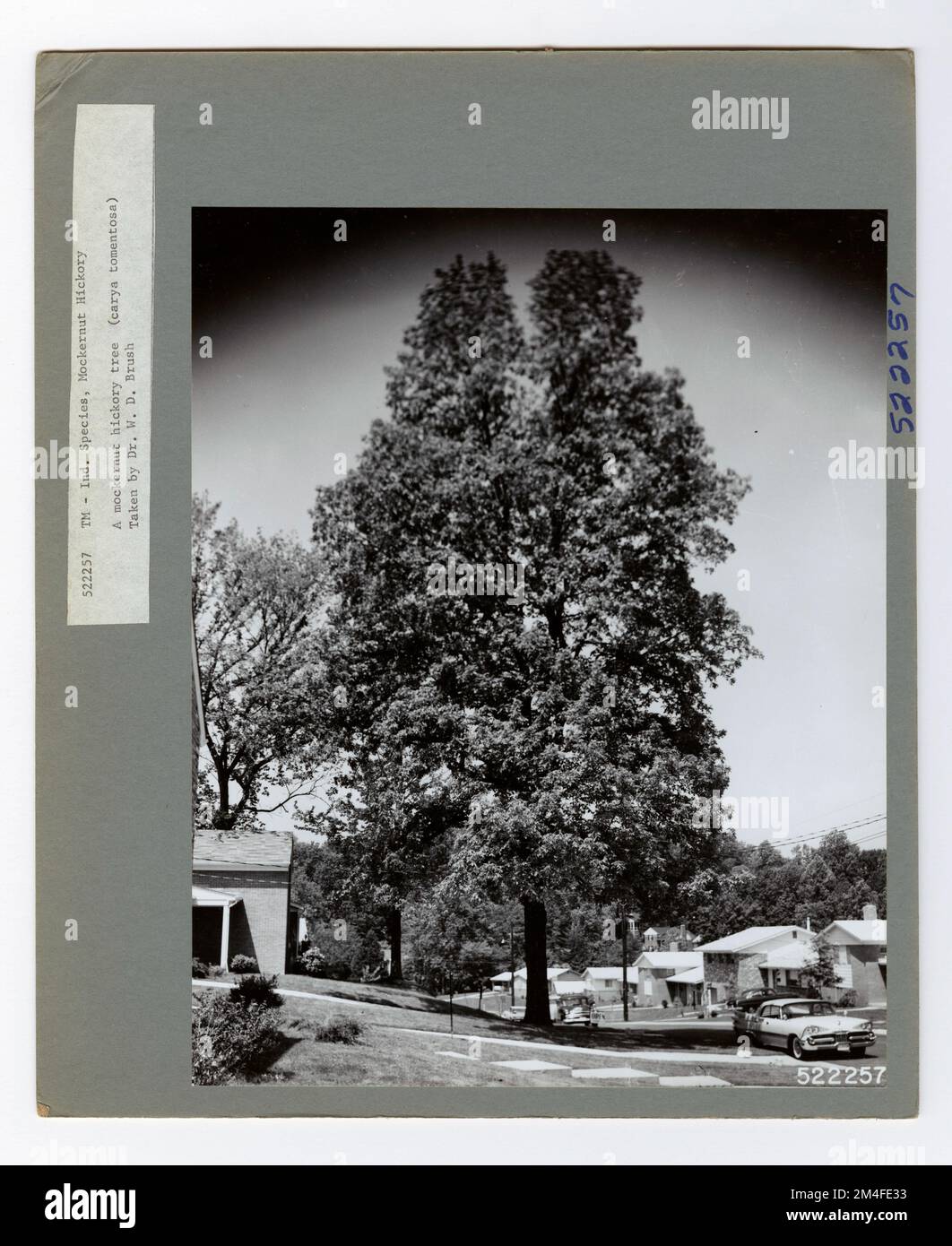 Tree Identification - Hickory: Mockernut. Photographs Relating to ...